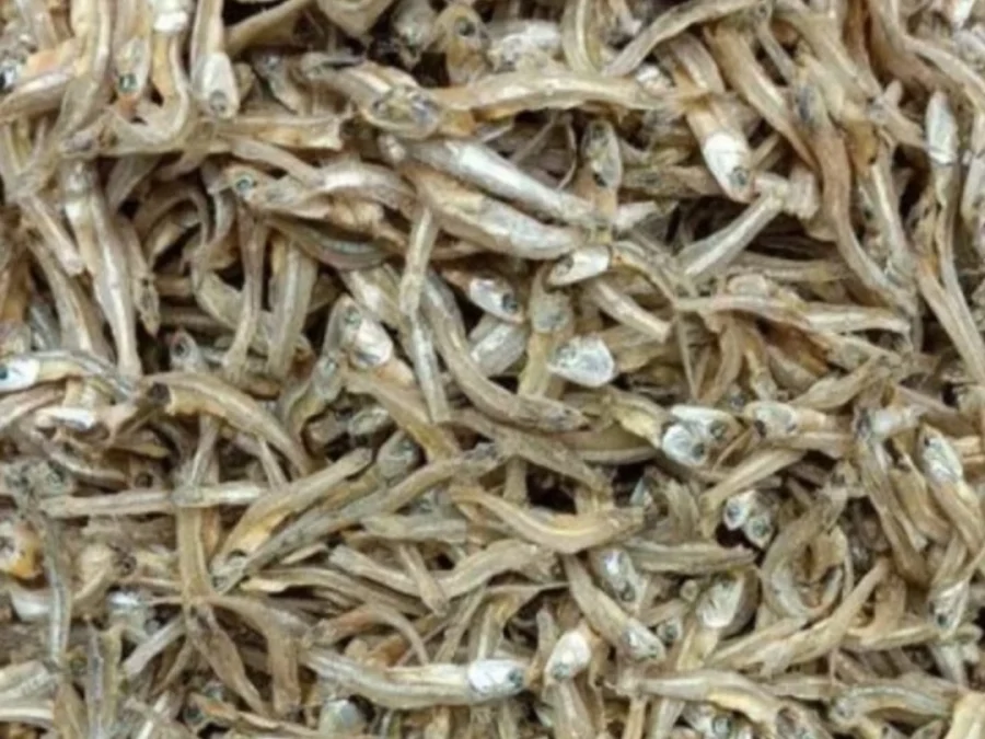 Ikan Bilis Thailand Batang Kasar (10Kg) – Mybilis